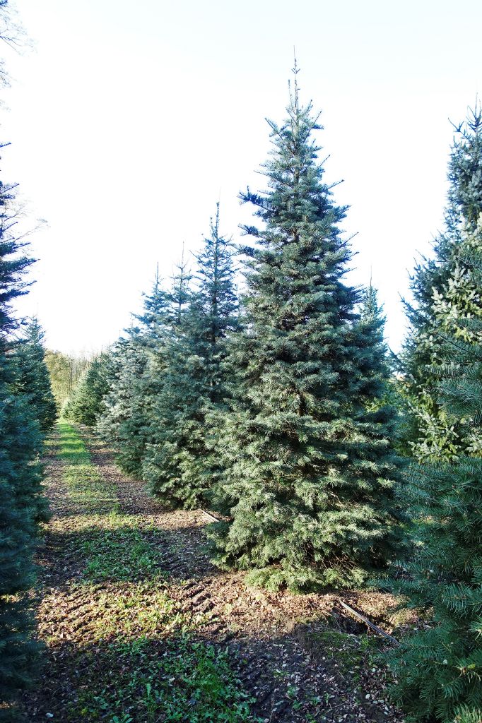 White fir / Abies concolor - Have a Tree